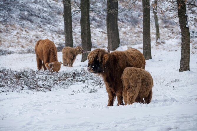 Highland Cows, Glasgow Cathedral, Murals, Kelpies Half Day Tour - FAQ