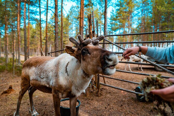 Highlights of Rovaniemi Day Tour - Summer - Key Points