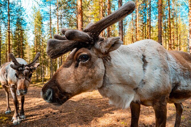 Highlights of Rovaniemi Day Tour - Summer - Authentic Insights from Guest Reviews
