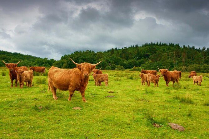 Highlights of Scotland Private Day Tour from Glasgow - Key Points