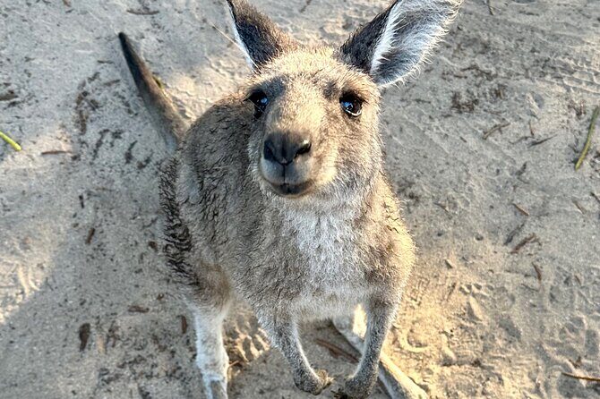 Highlights of the Eurobodalla (half day private tour) - Who Will Love This Tour?