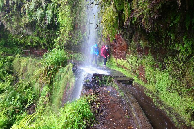 Hike in Laurisilva Levada do Rei - Madre of Life small Group guided walk - An In-Depth Look at the Laurisilva Levada do Rei Experience