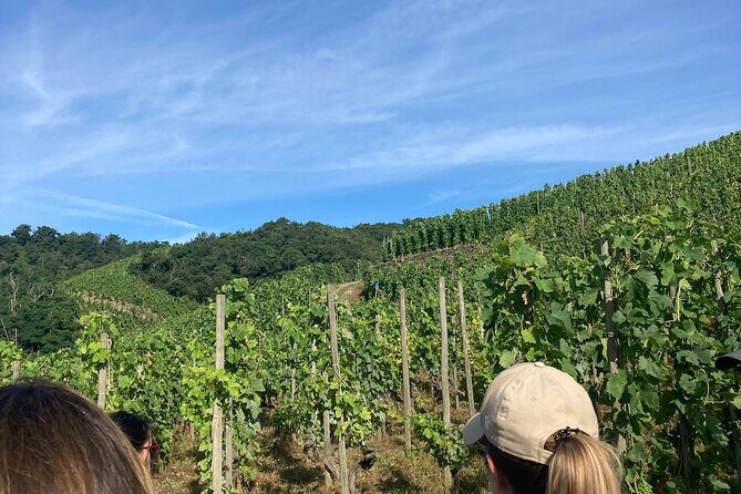 Hiking and Wine between Côte-Rôtie and Condrieu - Key Points