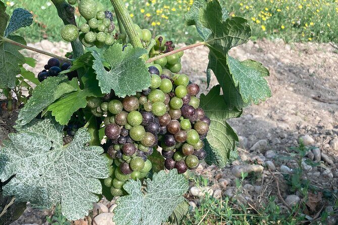 Hiking and Wine between Côte-Rôtie and Condrieu - Practical Details and Value
