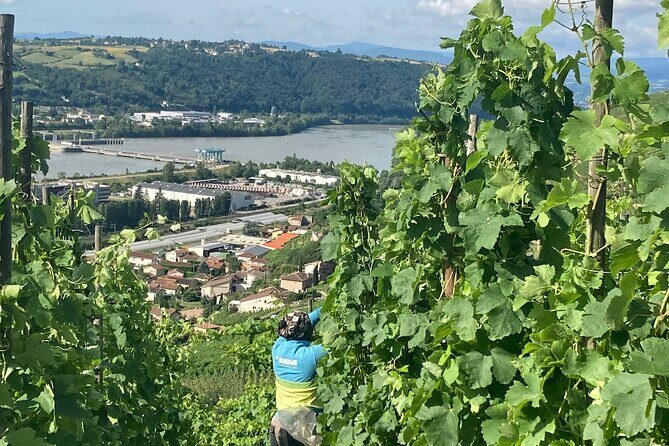 Hiking and Wine between Côte-Rôtie and Condrieu - Who Will Love This Tour?