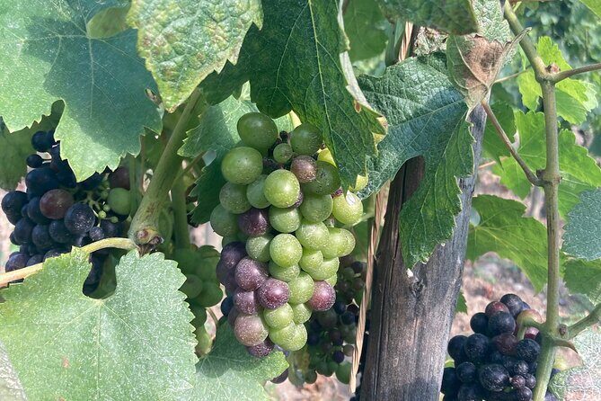 Hiking and Wine between Côte-Rôtie and Condrieu - FAQs
