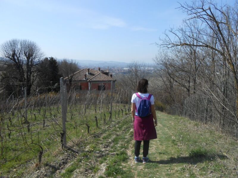 Hiking and wine tour starting from Alba - The Heart of the Tour: A Walk Through Piedmont’s Enchanting Hills