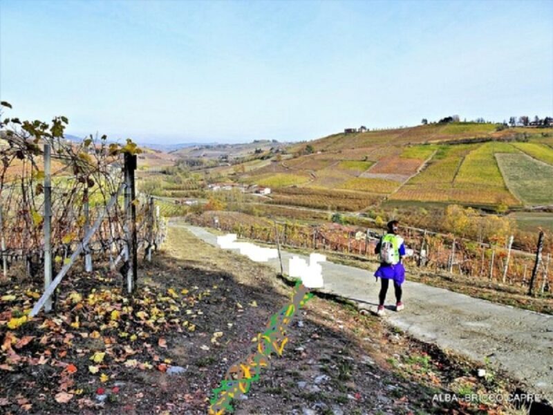 Hiking and wine tour starting from Alba - The Wine Tasting Experience: A Perfect Culmination