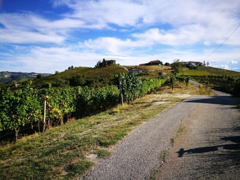Hiking and wine tour starting from Alba - Authentic and Well-Reviewed: What Travelers Say