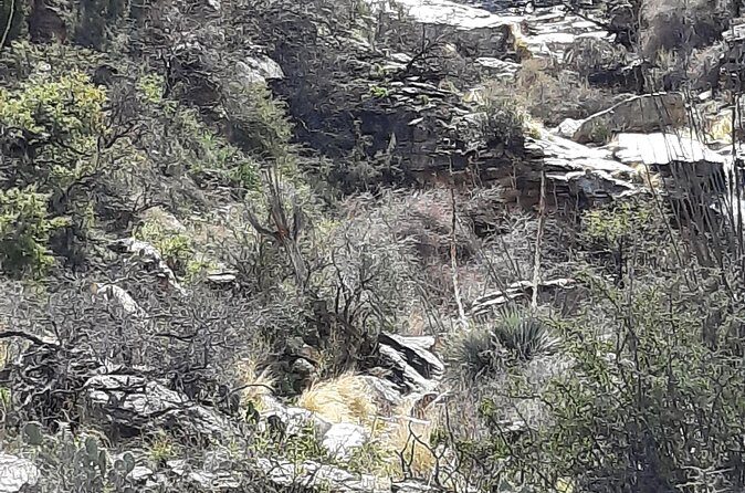 Hiking at Starr Pass and Tucson Mountains - Why This Tour Offers Great Value