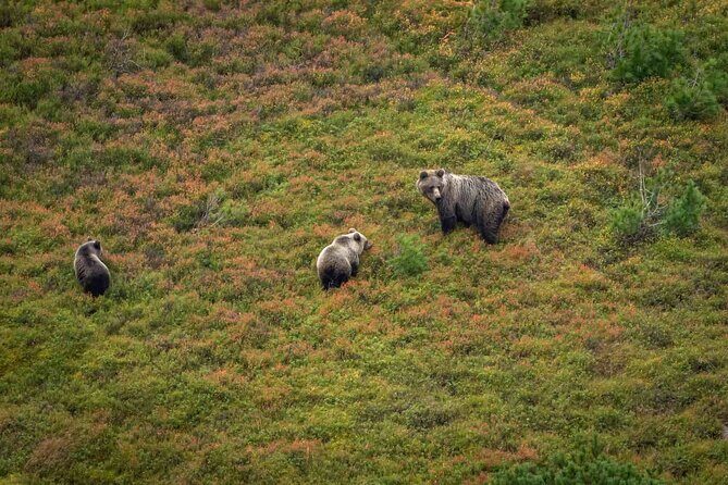 Hiking Bear Watching Tour in High Tatras from Podbanske Slovakia - Key Points