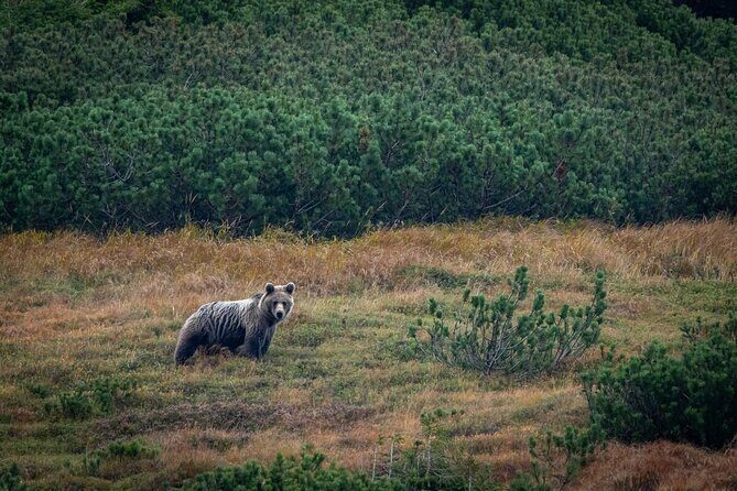 Hiking Bear Watching Tour in High Tatras from Podbanske Slovakia - What to Expect from the Itinerary