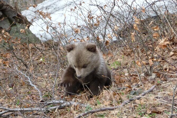 Hiking Bear Watching Tour in High Tatras from Podbanske Slovakia - Who Will Love This Tour?
