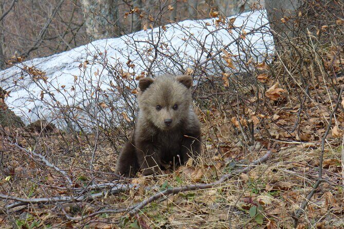 Hiking Bear Watching Tour in High Tatras from Podbanske Slovakia - The Sum Up
