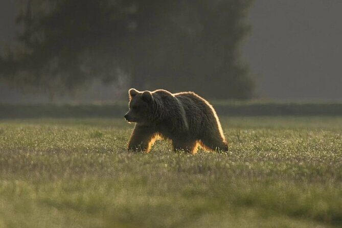 Hiking Bear Watching Tour in High Tatras from Podbanske Slovakia - Final thoughts