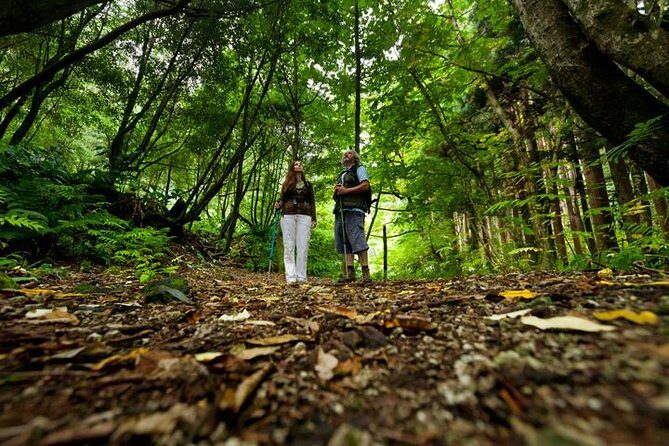 Hiking Faial da Terra + Van Tour Nordeste - Key Points