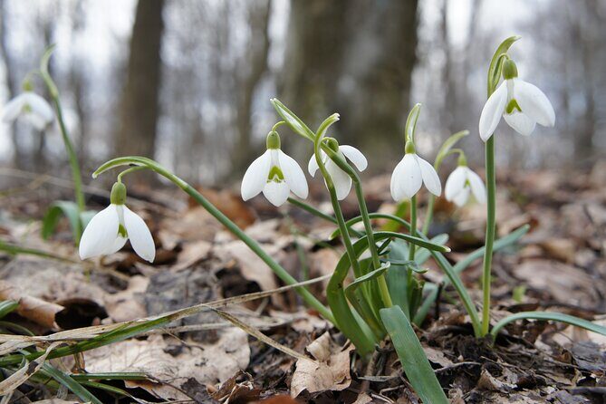 Hiking in Budapest - FAQs