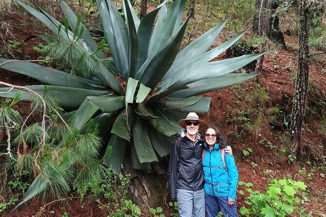 Hiking in Sierra Norte the most spectacular trails in Oaxaca - Exploring the Itinerary: What to Expect