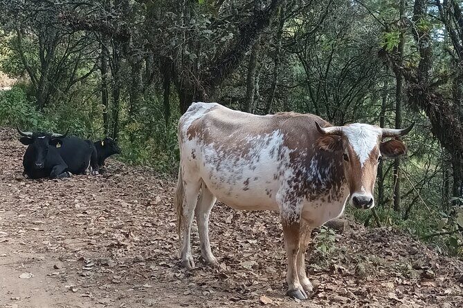 Hiking in Sierra Norte the most spectacular trails in Oaxaca - Who Should Consider This Tour?
