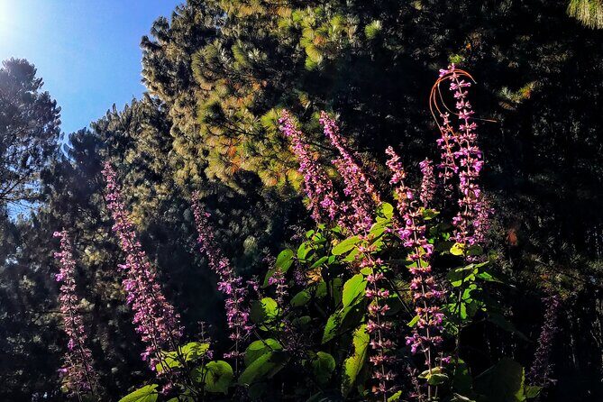 Hiking in the Sierra Norte of Oaxaca - FAQs