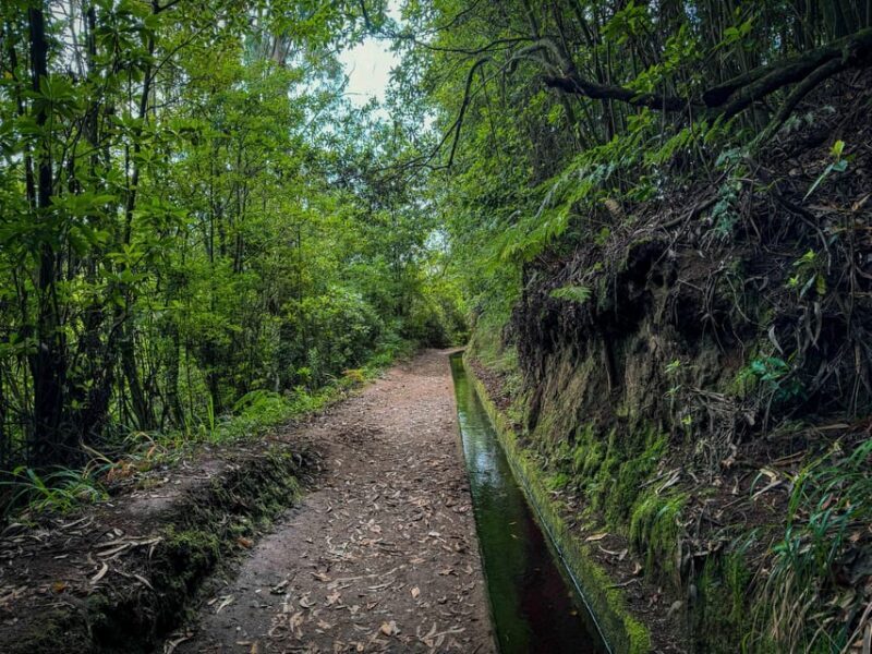 Hiking Madeira: Levada do Rei and the Majestic Laurissilva - What to Expect During the Tour