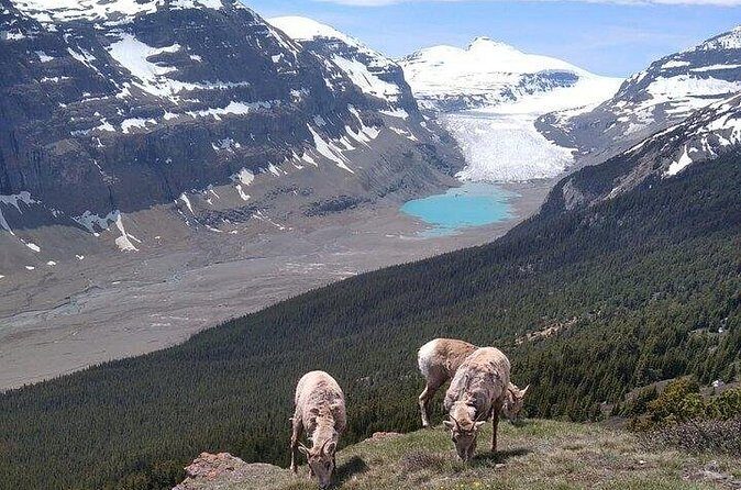 Hiking the Columbia Icefields Region with Your Private Guide - Insights from Past Feedback