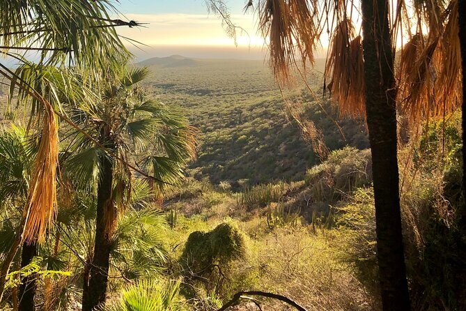 Hiking to Desert Palm Oases of San Carlos with a Biologist - Key Points