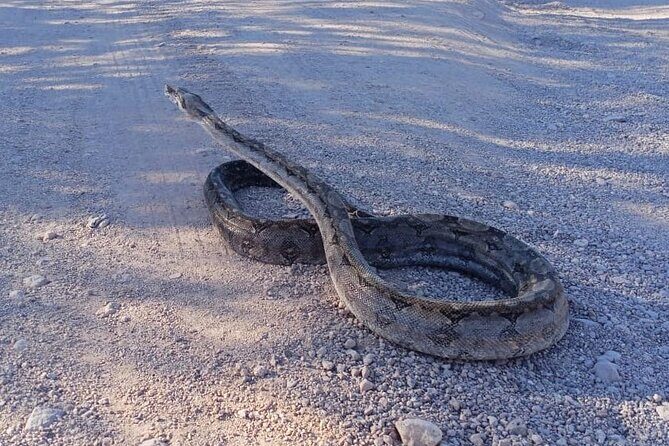 Hiking to Desert Palm Oases of San Carlos with a Biologist - FAQ