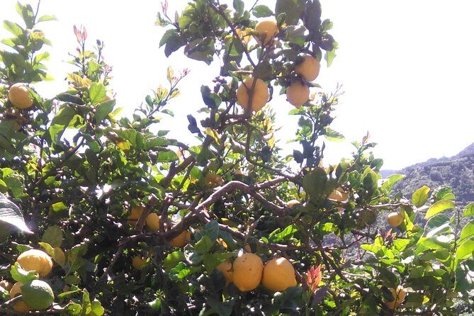 Hiking tour in the Anaga biosphere reserve in Tenerife - Why You Should Book This Tour