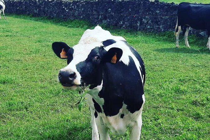 Hiking Trail Baías da Agualva | Terceira Island - Final Thoughts