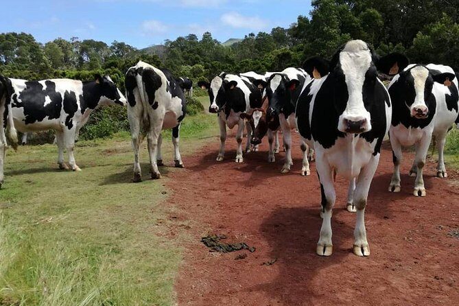 Hiking Trail Rocha Do Chambre | Terceira Island - Frequently Asked Questions