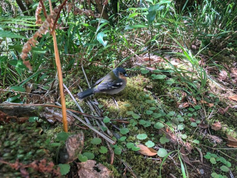 Hiking Trip with a Local - Discover Madeira’s Natural Beauty with a Private Hiking Trip