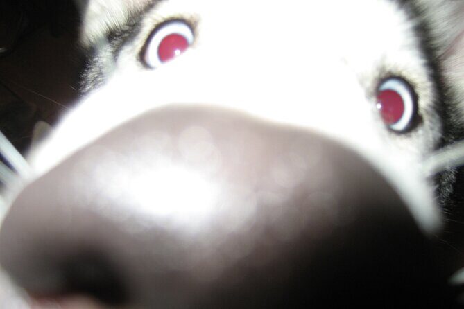 Hiking with Husky in Akureyri - FAQ