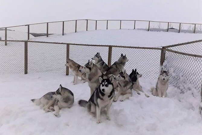 Hiking with Husky in Akureyri (private) - FAQs