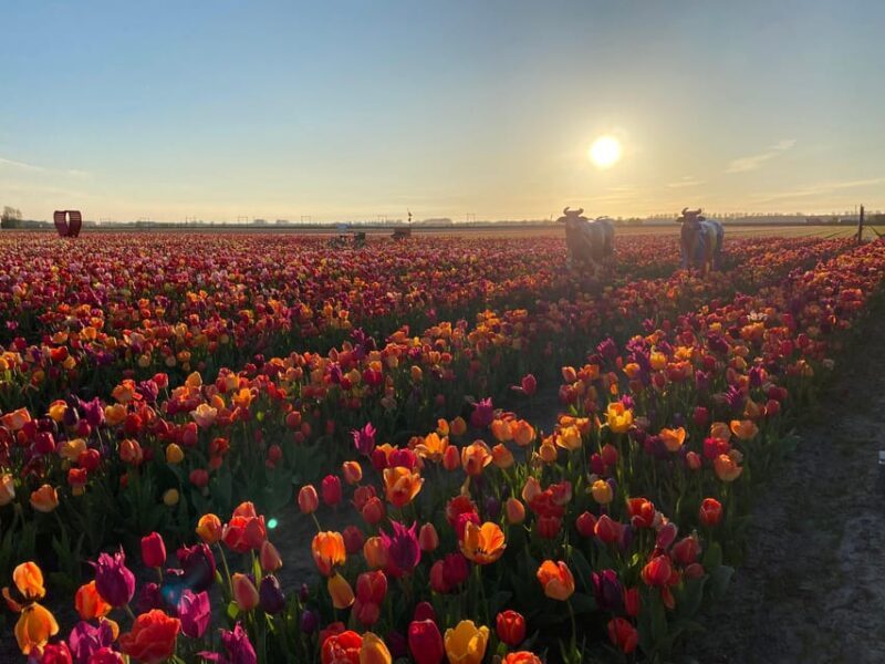 Hillegom: Tulip Barn Entry Ticket - Key Points