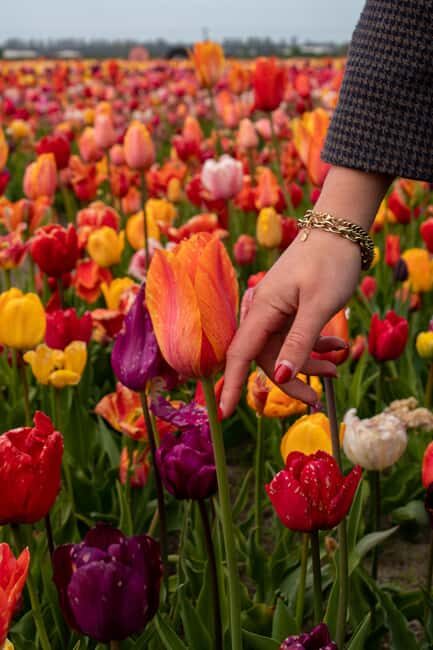 Hillegom: Tulip Barn Entry Ticket - The Tulip Fields and Garden Experience