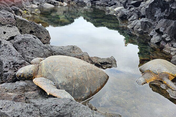 Hilo and Volcano National Park Tour for Cruise Passengers at port - Exploring the Big Island in a Day: What to Expect