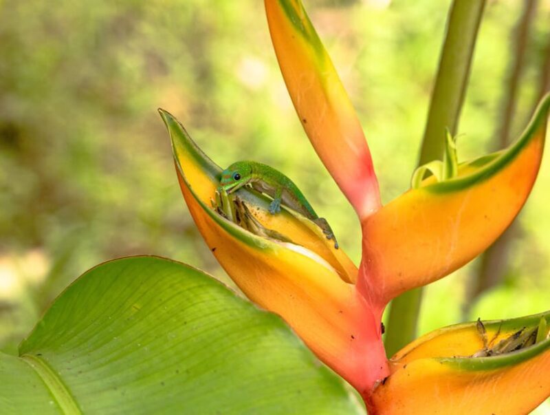 Hilo: Gardens, Waterfalls & Farmers Market Shore Excursion - What’s Included and Practical Details