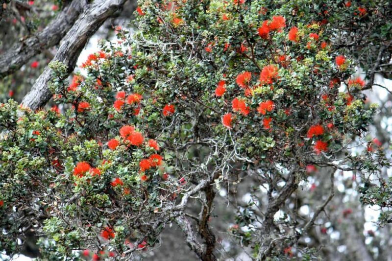 Hilo: Hawaii Volcanoes National Park and Hilo Highlights - Final Thoughts: Is This Tour Worth It?