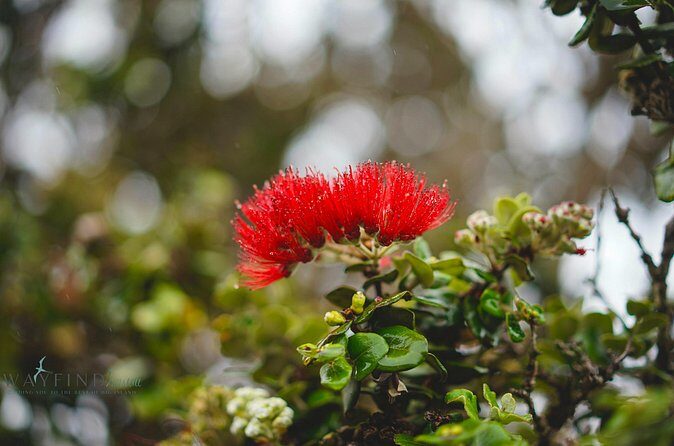 Hilo Shore Excursion: Private Kilauea Volcano Tour - Price and Value: Is It Worth It?