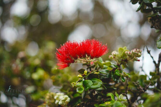 Hilo Shore Excursion: Private Kilauea Volcano Tour - The Sum Up: Why This Tour Is a Smart Choice