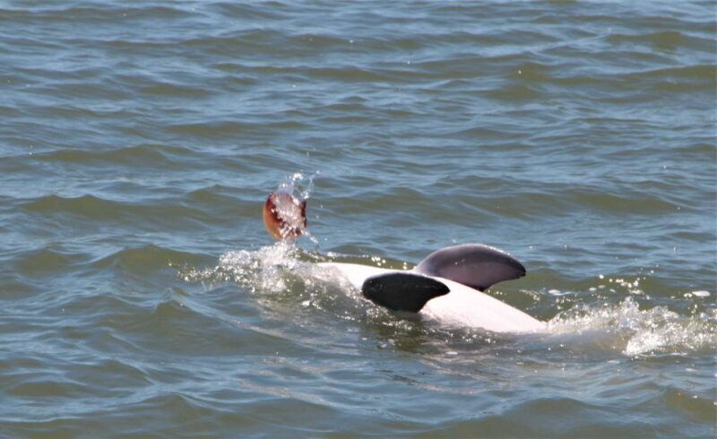 Hilton Head Island: Daytime Dolphin Watching Boat Tour - Key Points