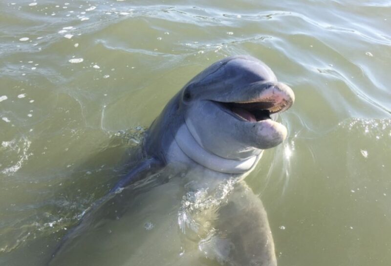 Hilton Head Island: Daytime Dolphin Watching Boat Tour - An Honest Look at the Hilton Head Dolphin Tour