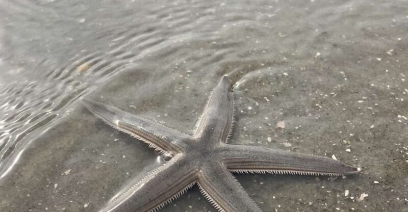 Hilton Head Island: Disappearing Island and Dolphin Tour - Key Points