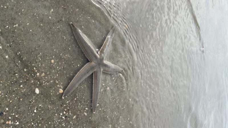 Hilton Head Island: Disappearing Island and Dolphin Tour - Who Will Love This Tour?