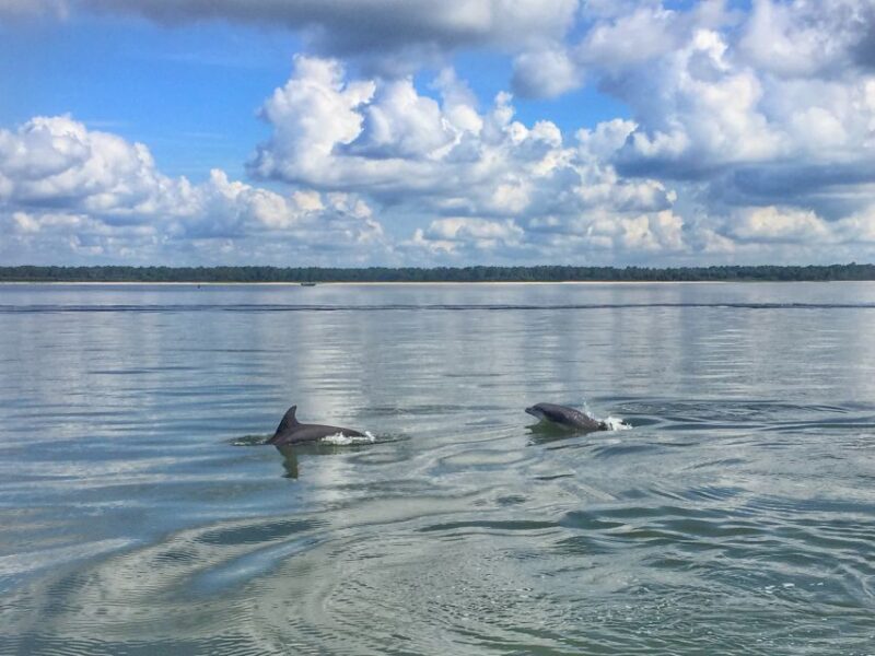 Hilton Head Island: Disappearing Island and Dolphin Tour - Final Thoughts
