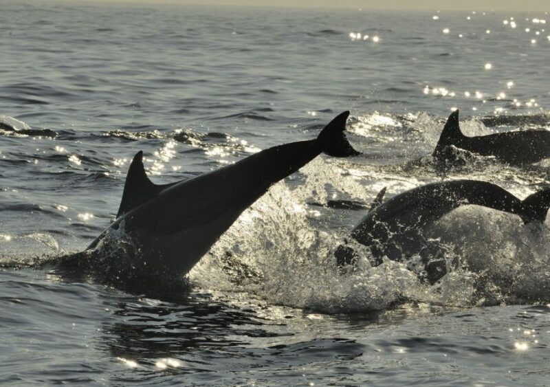 Hilton Head Island: Ocean Dolphin Cruise - What to Expect on the Hilton Head Ocean Dolphin Cruise