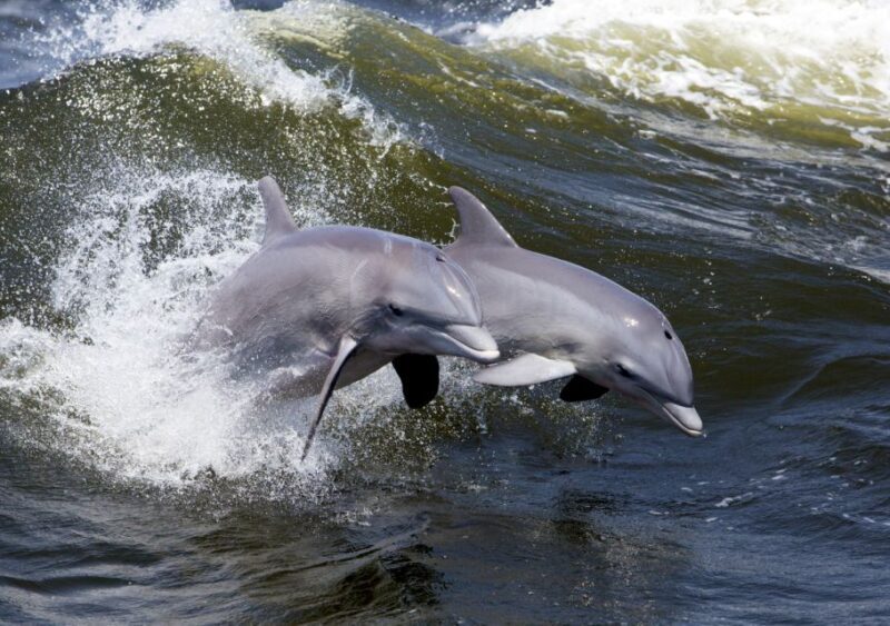 Hilton Head Island: Ocean Dolphin Cruise - FAQ