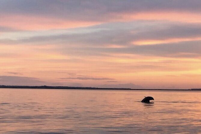 Hilton Head Sunset Dolphin and Sightseeing Tour via Mini Boat - Who Is This Tour Best For?