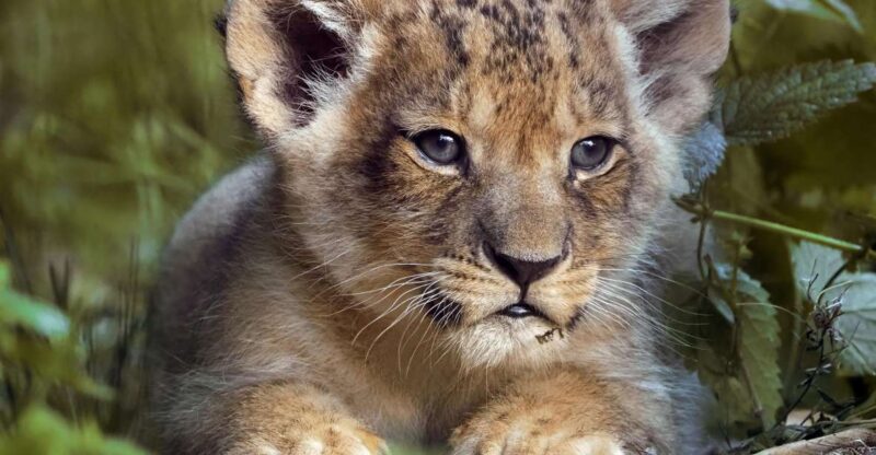 Hilvarenbeek: Safaripark Beekse Bergen Entry Ticket - FAQ